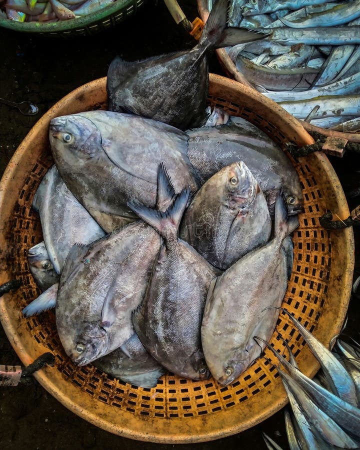 A Bucket of Fishes from Fish Market. Stock Photo - Image of bucket ...