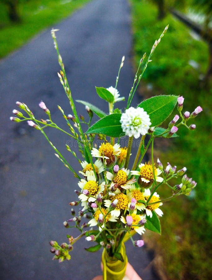 Bucket Flower in Campus stock photo. Image of flower - 283468526