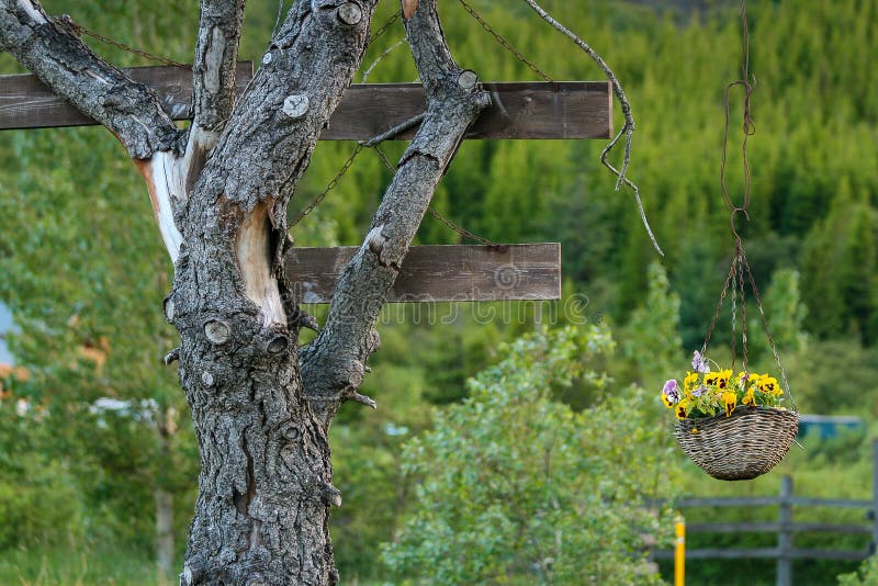 Bucket of Flowers Hanging of an Old Dead Tree Stock Image - Image of ...