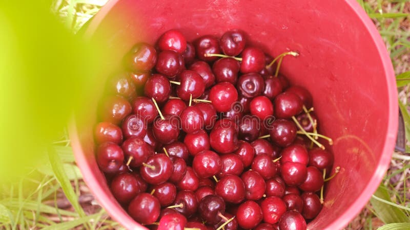 A Bucket of Fresh Cherries at Cherry Picking Farm. Stock Photo - Image ...