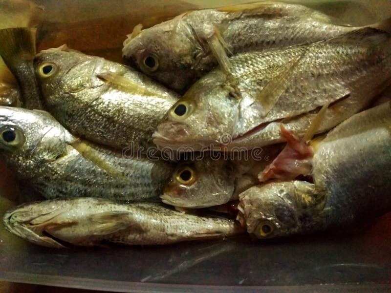 A Bucket of Fresh Fish at Traditional Market Stock Image - Image of ...
