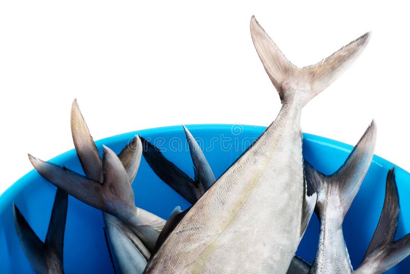 241 Fresh Caught Fish Bucket Photos - Free & Royalty-Free Stock Photos ...