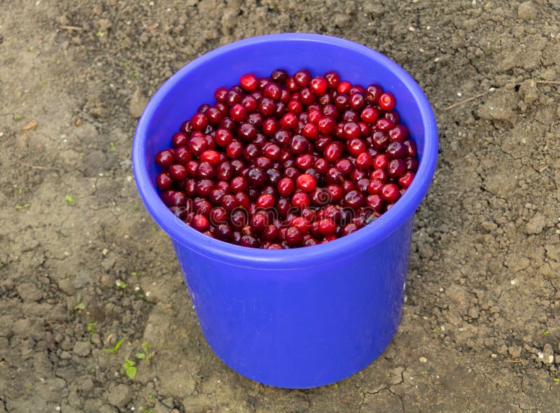 A Bucket of Fresh Red Cherries Freshly Picked from the Tree Stock Image ...