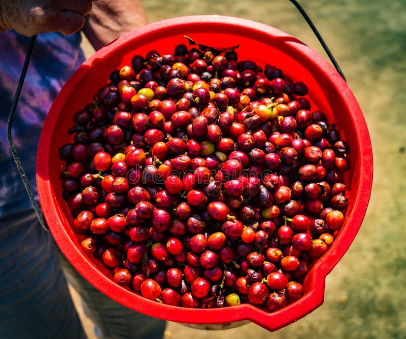 Bucket of Fresh Ripe Coffee Beans Stock Photo - Image of nature, beans ...