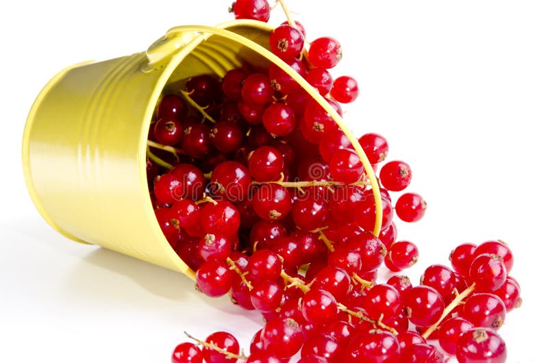 Bucket with Freshly Picked Red Currant Stock Image - Image of currants ...