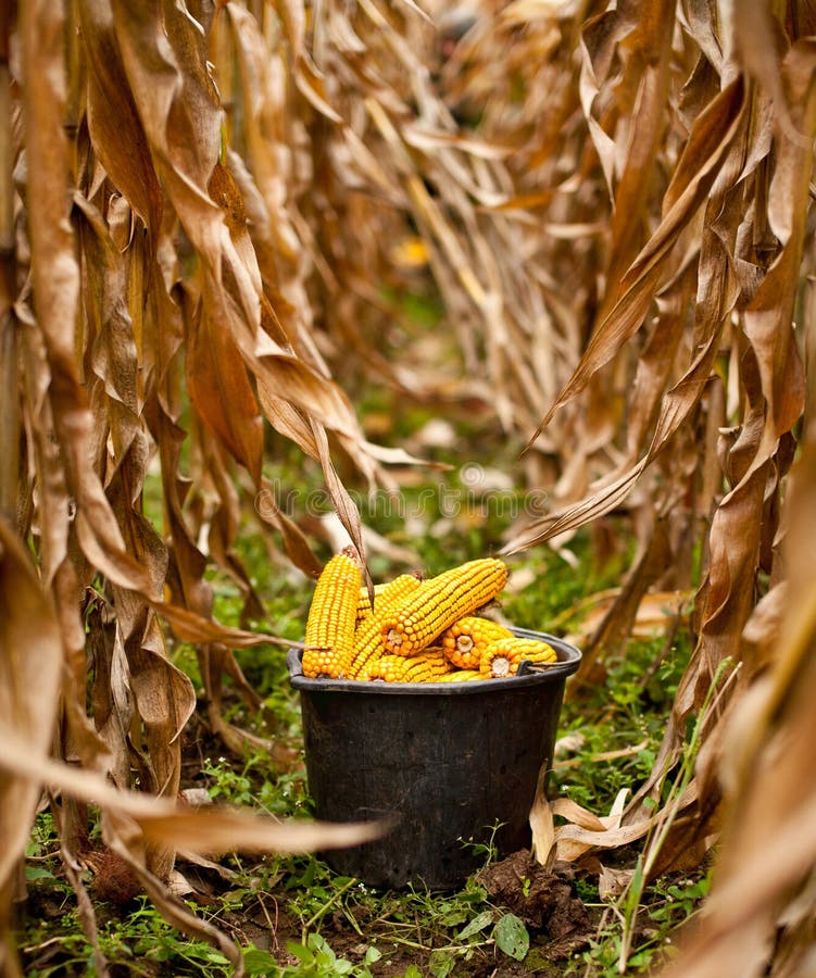 Bucket full of corn stock image. Image of agricultural - 17265551