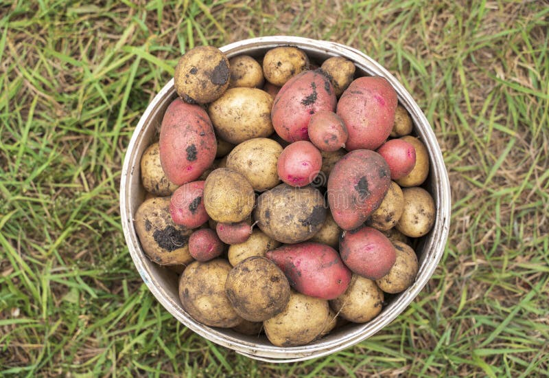 Bucket Full of Potatoes. Fresh Harvest Stock Photo - Image of yellow ...