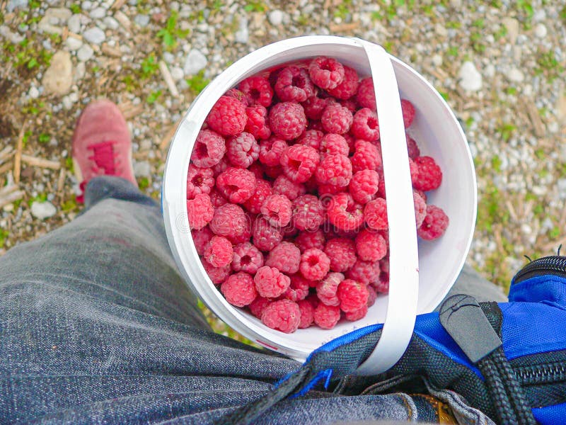 Bucket Full with Raspberries Hanging on a Belt Stock Image - Image of ...