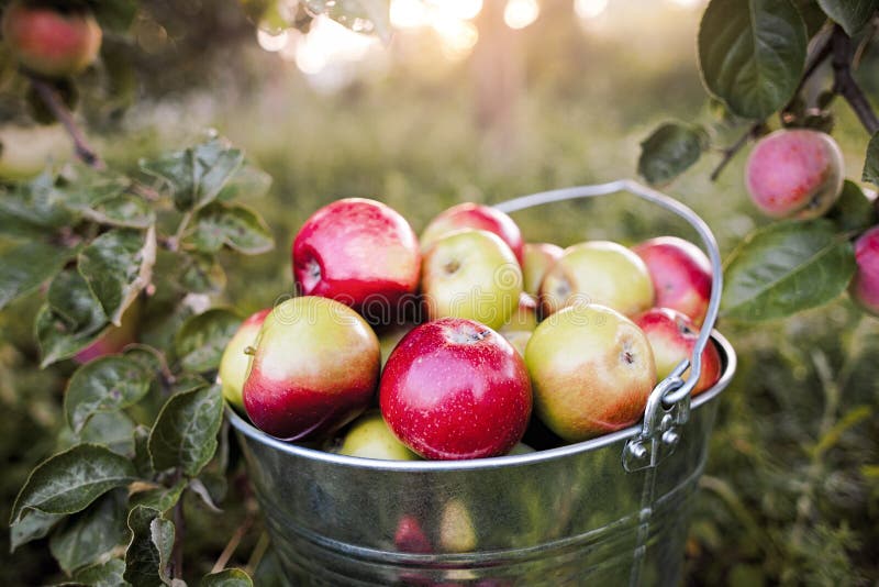 Bucket Full of Ripe Apples in Sunset Stock Image - Image of garden ...