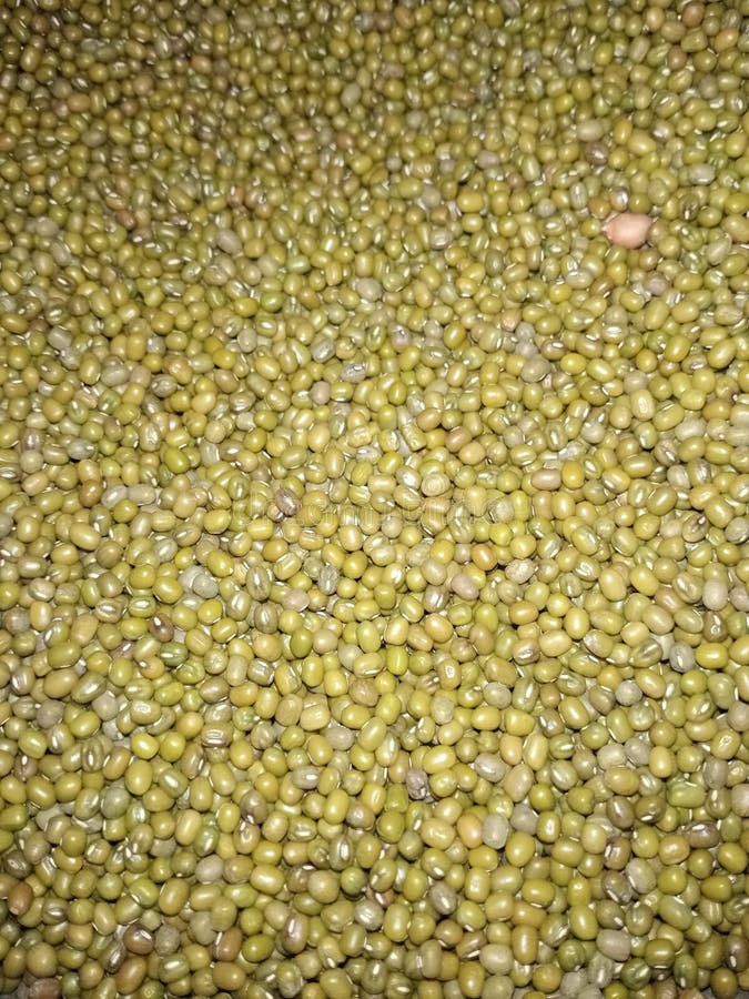 A bucket of green beans stock image. Image of agriculture - 219679373