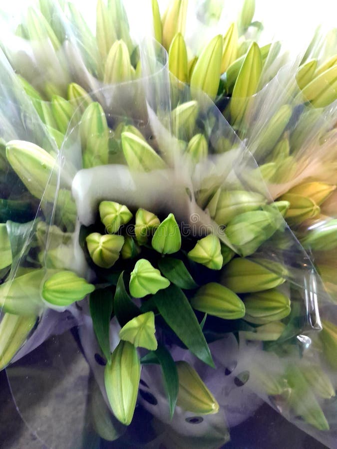 A bucket of green lily stock photo. Image of flora, nature - 341552688