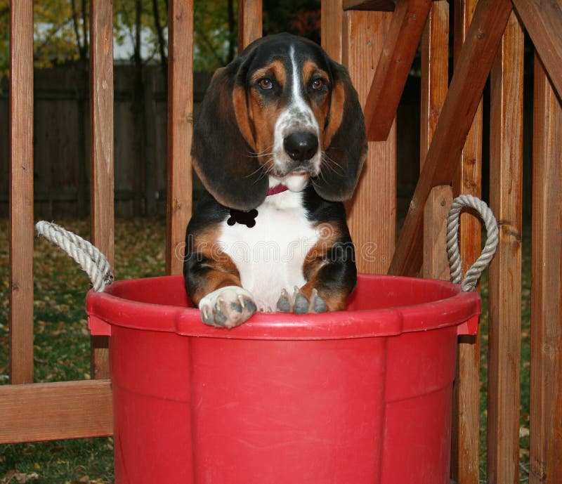 Basset Hound Dog in Big Cooking Pot Stock Photo - Image of potatoes ...