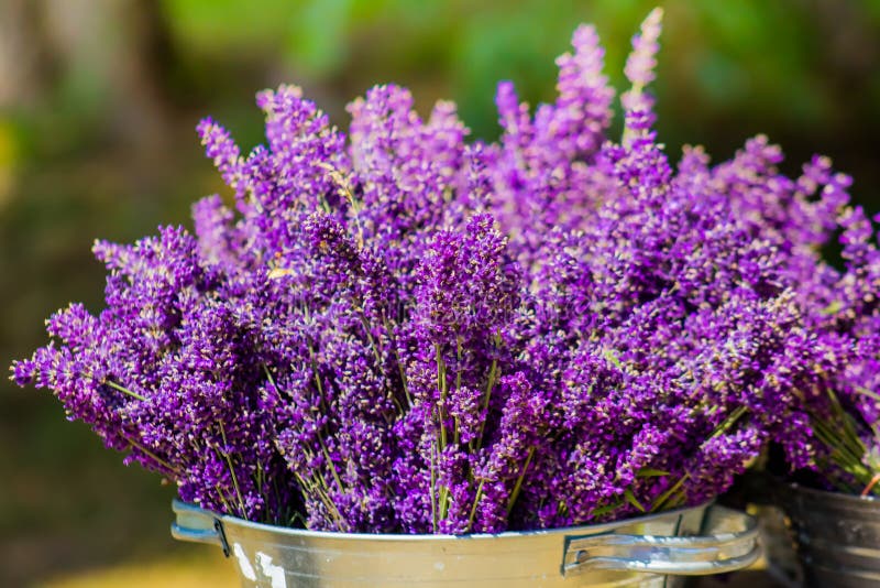 Bucket with lavender stock image. Image of decor, formal - 39155697