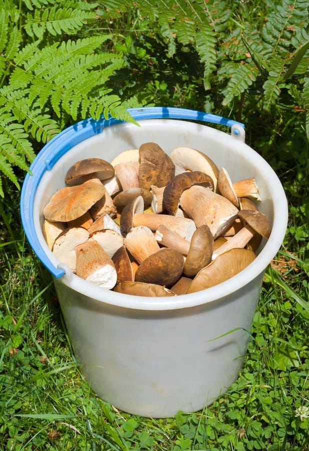 Bucket with mushrooms 7 stock image. Image of crop, fleshy - 15677465