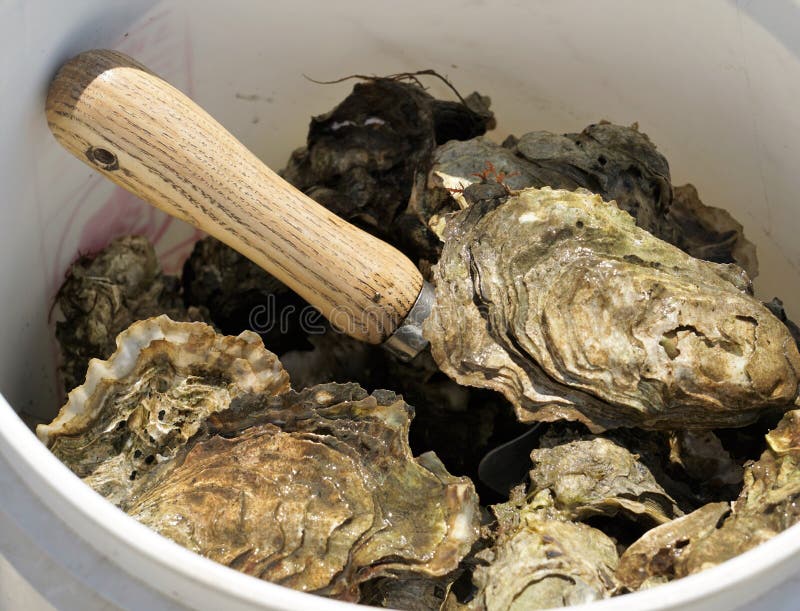 Bucket of oysters stock photo. Image of seafood, washington - 71209684