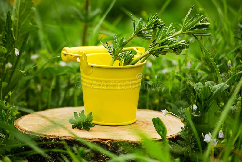 Bucket, Plant Pots with Objects Stock Image - Image of background ...