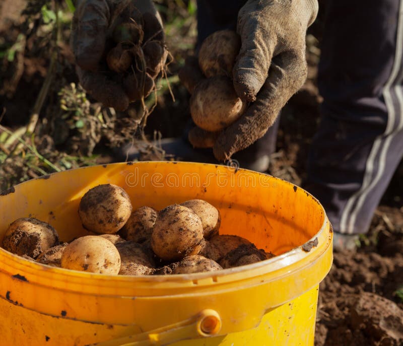 Bucket of potatoes stock photo. Image of healthy, rural - 172783166