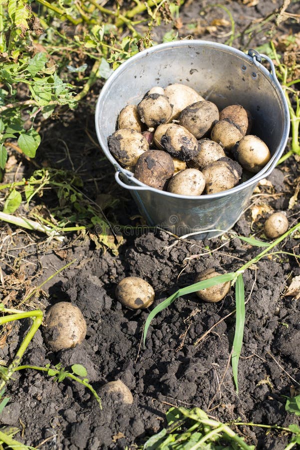 A Bucket of Potatoes New Harvesting in the Garden Stock Image - Image ...