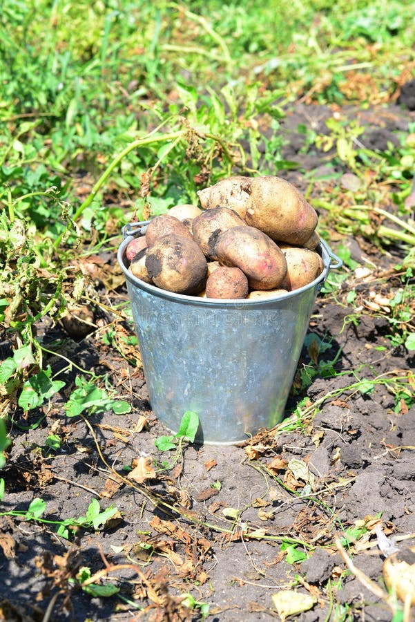 Bucket of Potatoes in the Garden Stock Photo - Image of autumn, plant ...