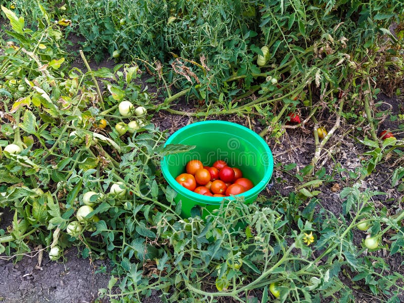 Bucket with Tomatoes on Background of Tomato Bushes Stock Photo - Image ...