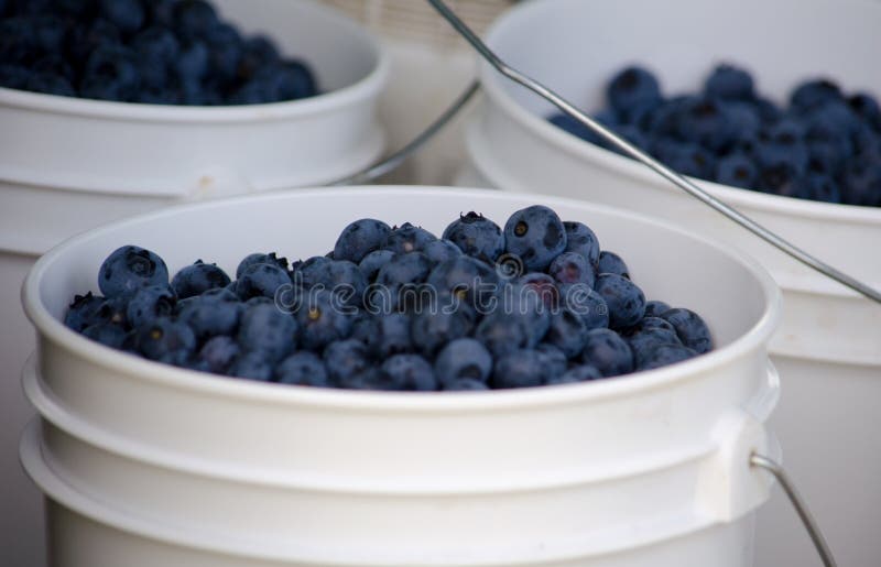 Buckets of blueberries stock photo. Image of sweet, farm - 56451746