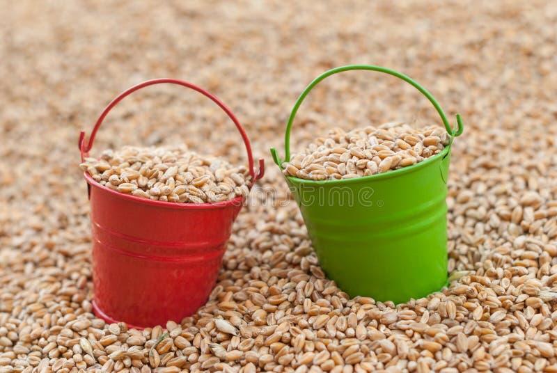 Buckets with wheat stock photo. Image of bread, industry - 74552828