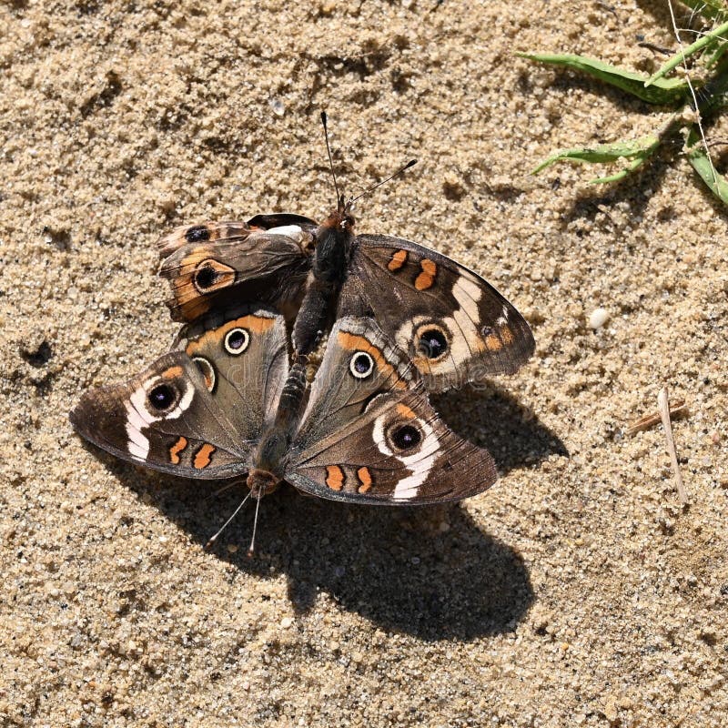 Buckeye Butterflies Mating stock photo. Image of autumn - 294498576