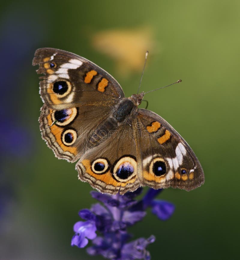 Buckeye Butterfly stock photo. Image of garden, buckeye - 30765916