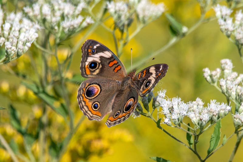 Buckeye butterfly stock image. Image of pollinating - 264459115