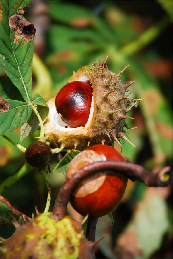 Buckeye Chestnut, Opened Fruits on a Branch Stock Photo - Image of play ...
