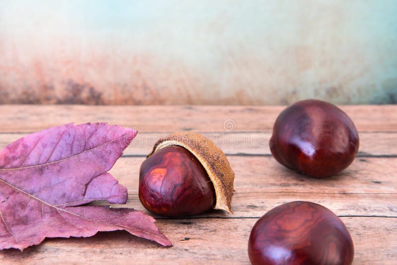Buckeye Chestnut. Shown the Development from Shell Stock Image - Image ...