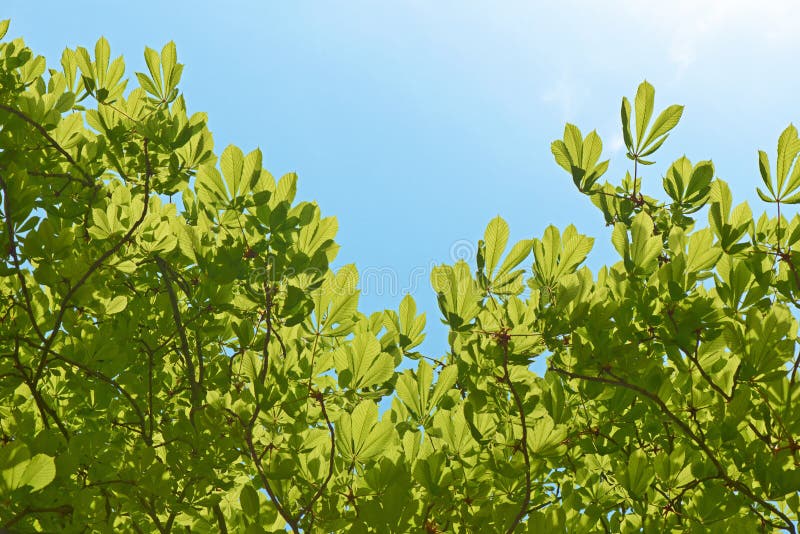 Buckeye tree stock photo. Image of april, green, close - 47518344