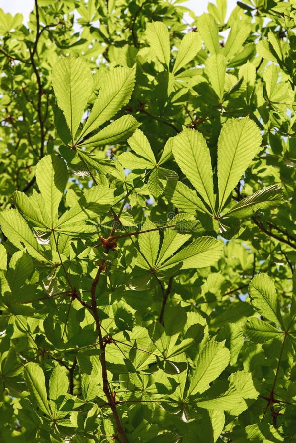 Buckeye tree stock photo. Image of blossoming, growth - 47518800