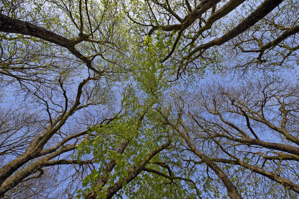 Buckeye tree in spring stock image. Image of april, leaf - 47517357
