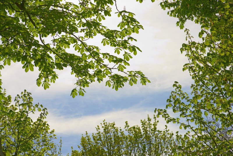 Buckeye tree stock image. Image of closeup, buckeye, botany - 47520093