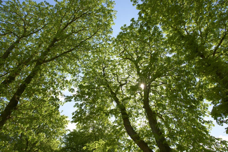 Buckeye tree stock photo. Image of growth, freshness - 47520160