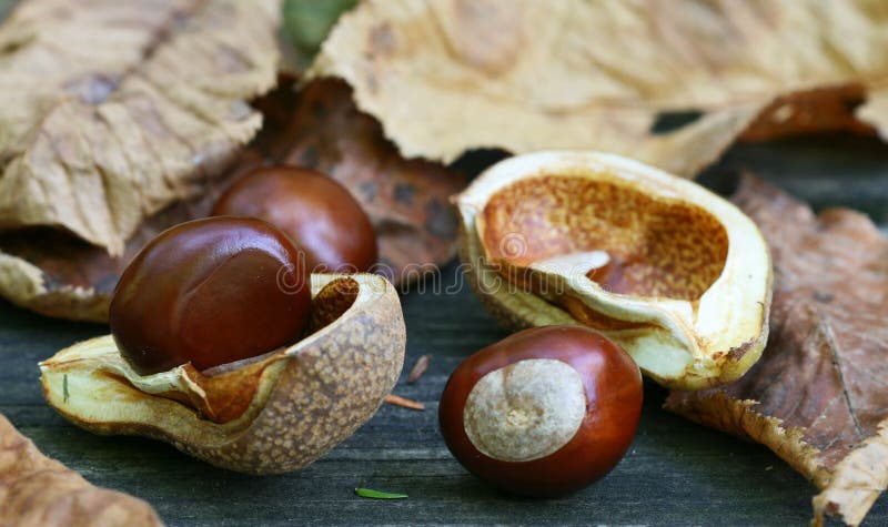 Buckeyes stock image. Image of buckeye, nuts, seeds, autumn - 33518093