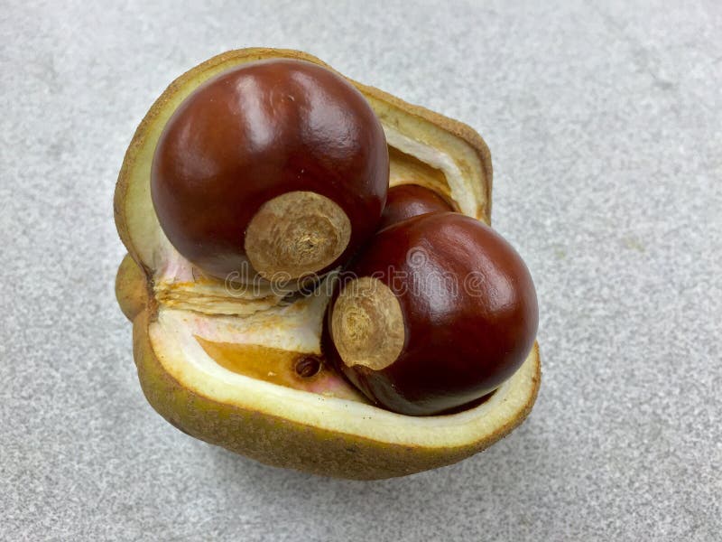 Buckeye Seed
