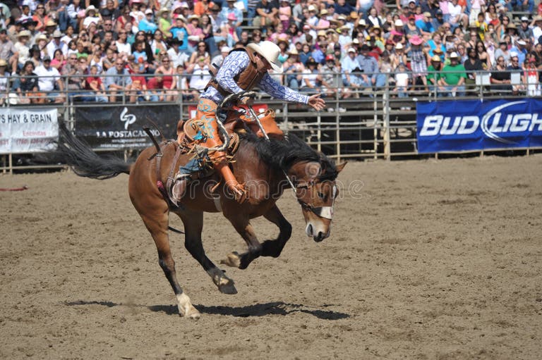2,204 Bucking Bronco Stock Photos - Free & Royalty-Free Stock Photos ...