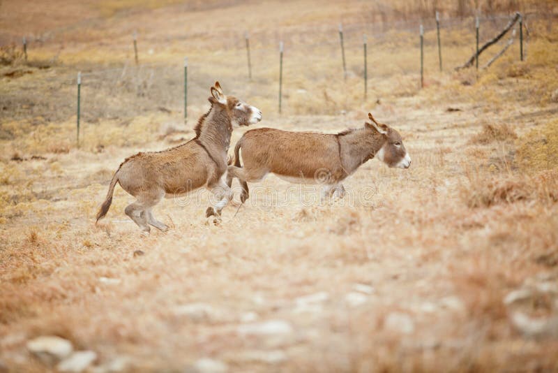 A bucking donkey stock photo. Image of asinus, pair, couple - 65029822