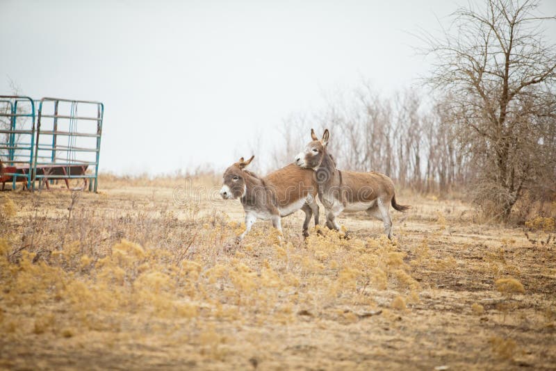 A bucking donkey stock image. Image of field, chasing - 65030715