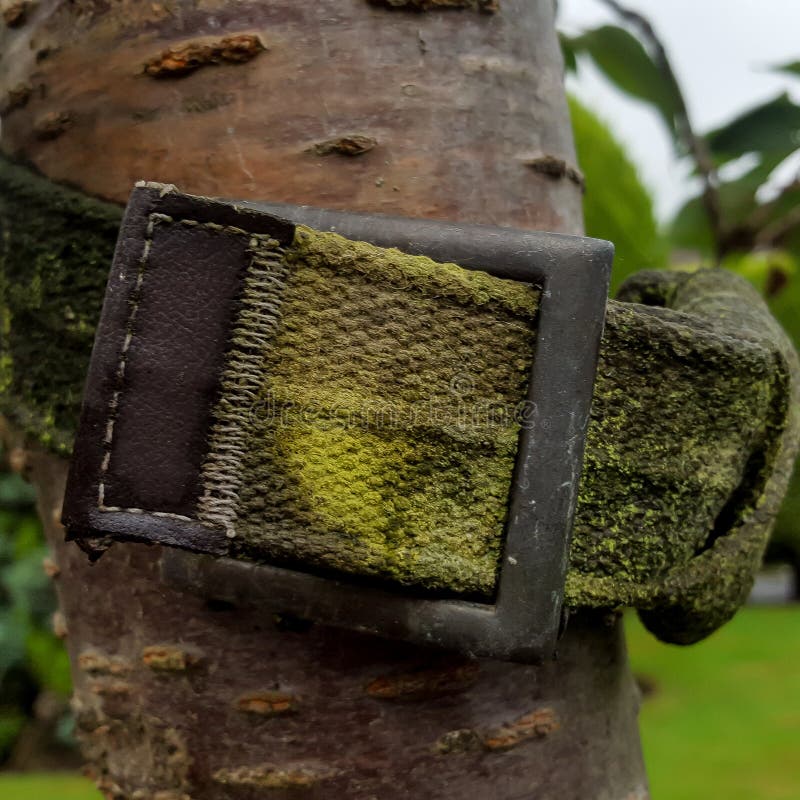 Buckle Wrapped Around the Tree Trunk Stock Photo - Image of tree, fall ...