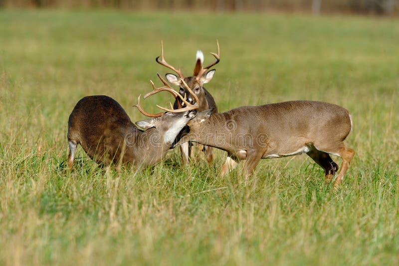 Bucks fighting stock image. Image of power, sportsmen - 27549695
