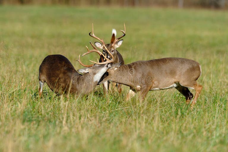 241 Whitetail Bucks Fighting Stock Photos - Free & Royalty-Free Stock ...