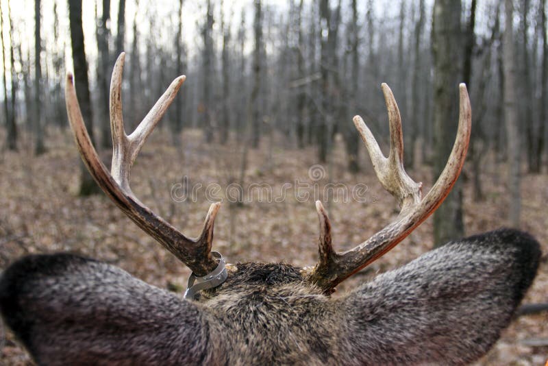 Bucks view stock photo. Image of whitetail, wild, forest - 27968326