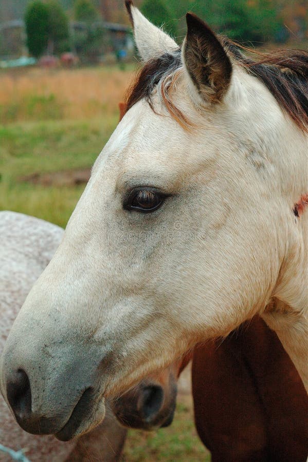 Buckskin Picture. Image: 1486652