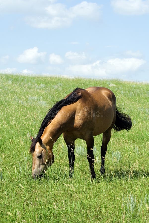 Buckskin Quarter Horse Stud Stock Photo - Image of clouds, buckskin ...