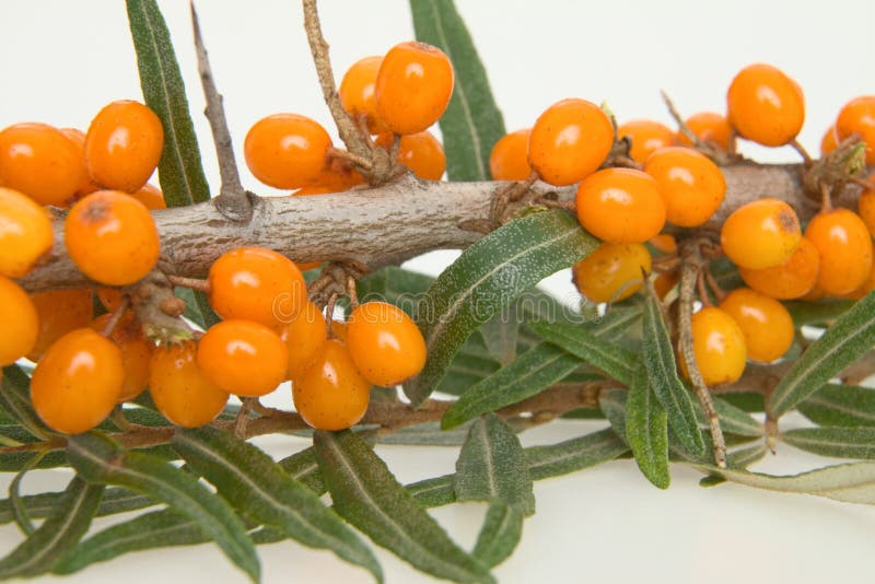 Buckthorn stock image. Image of life, herb, close, bush - 18587271