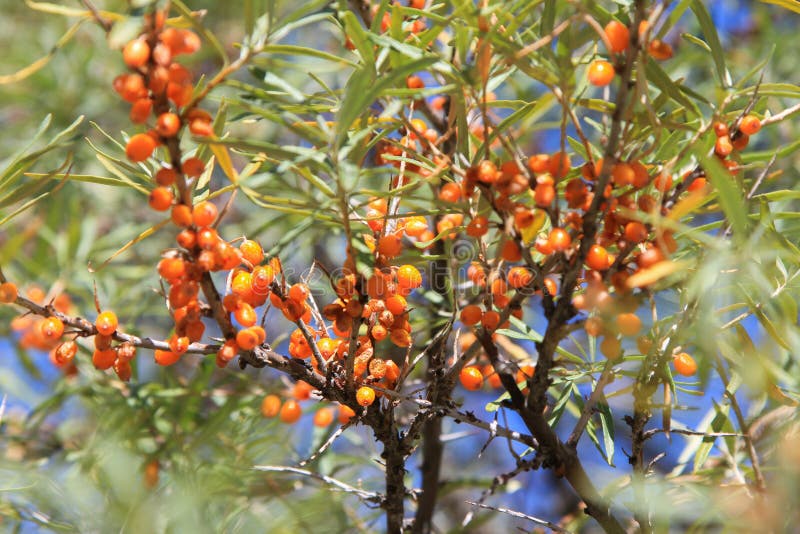 Buckthorn berries stock image. Image of food, fruits - 45836287
