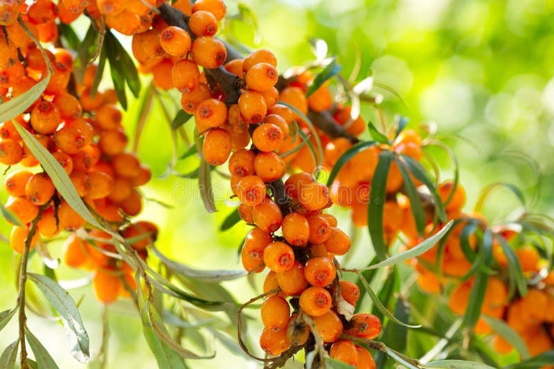 Sea buckthorn berries stock image. Image of garden, buckthorn - 6588743